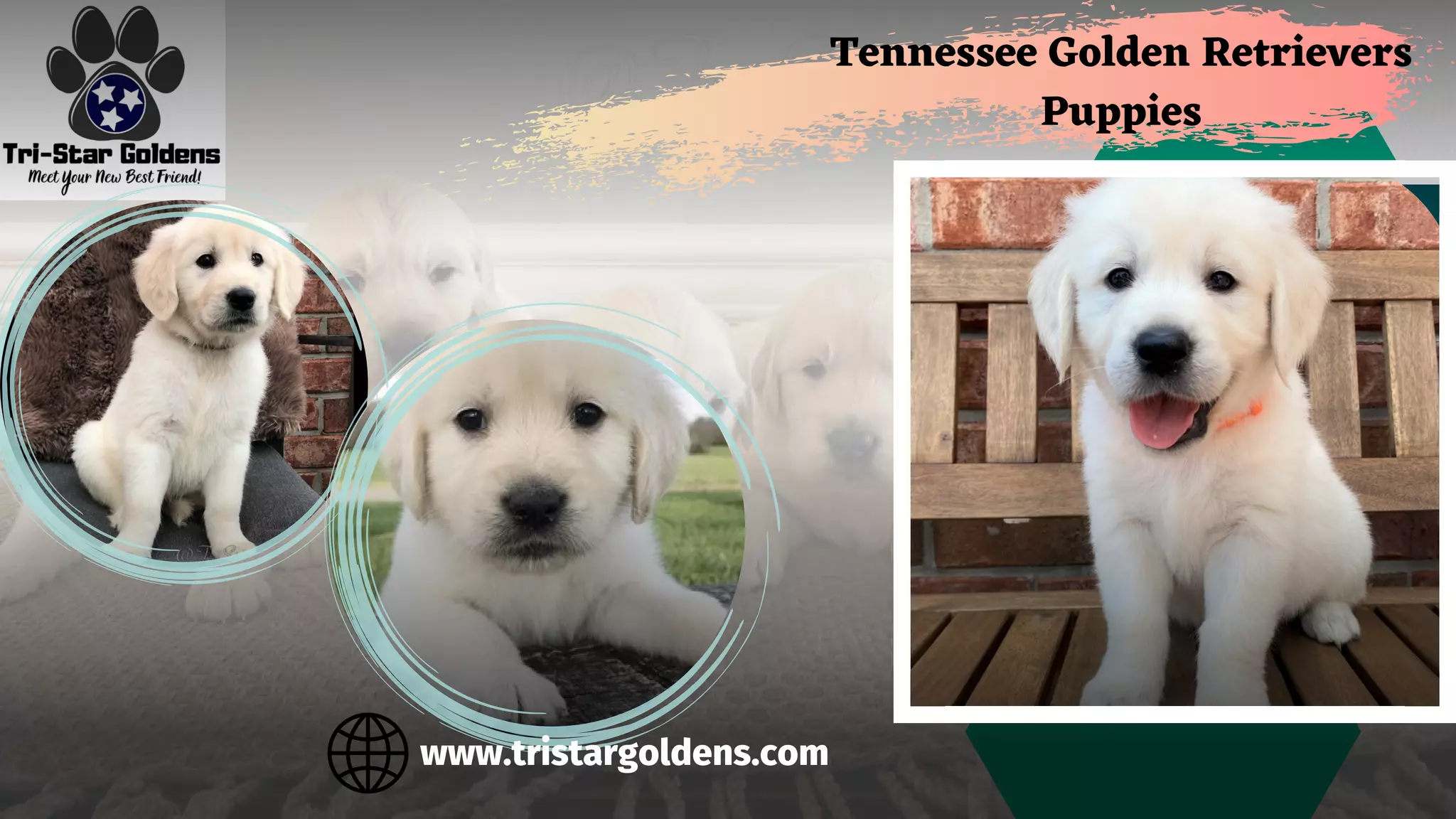 Get the world's most Popular Dog Breeds with Tennessee golden ...