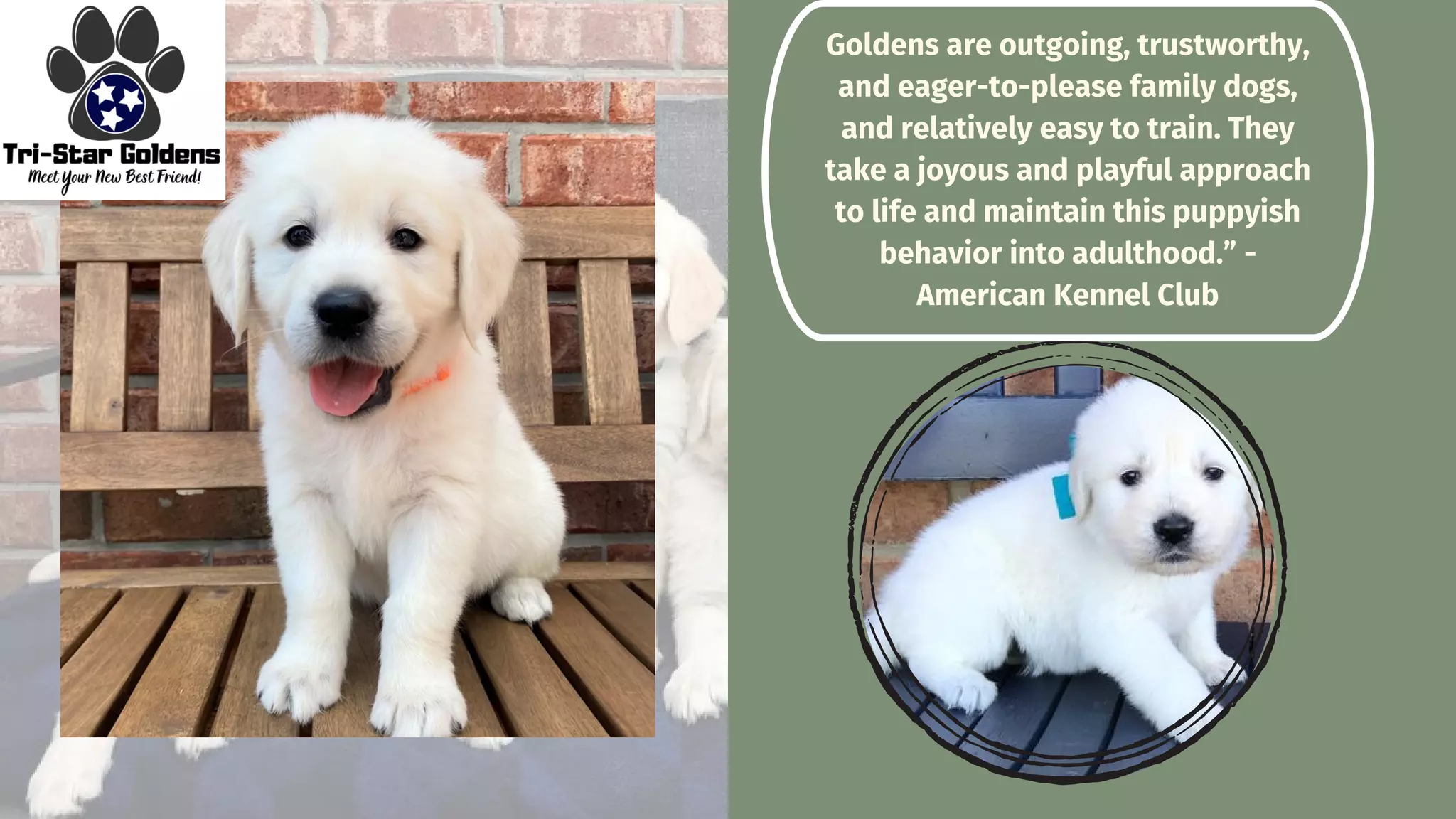 Get the world's most Popular Dog Breeds with Tennessee golden ...