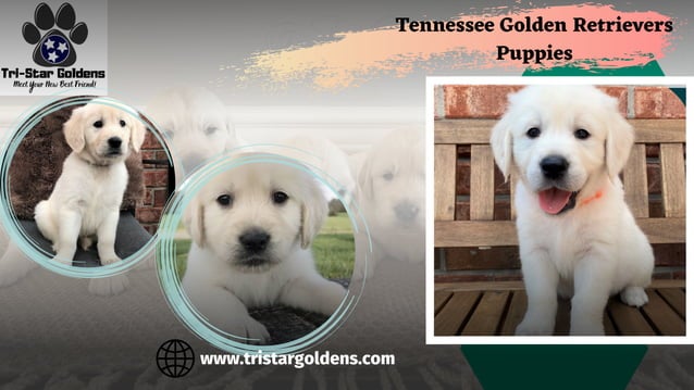 Get the world's most Popular Dog Breeds with Tennessee golden ...
