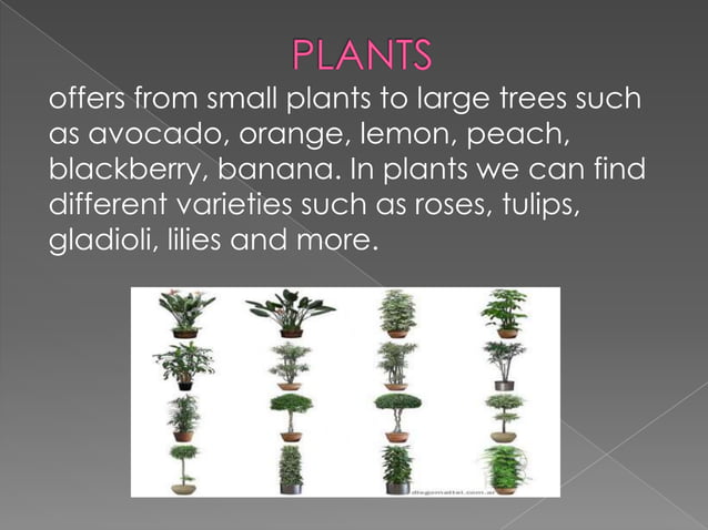 UNIT1. FINAL PROJECT. COMPARING 2 COMPANIES: SEMINIS AND PLANT-AGRO | PPT