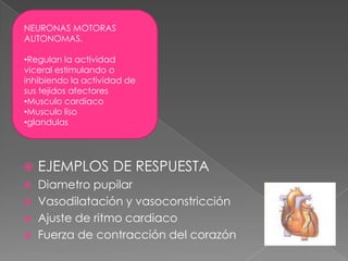 Comparacion entre sistemas nerviosos somatico y autonomo | PPTX