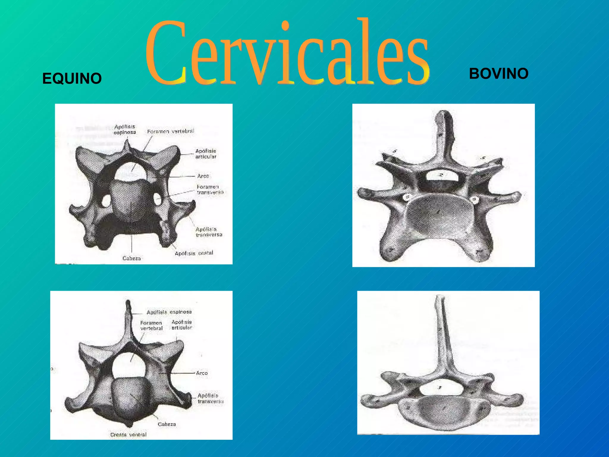 Comparada de equino y bovino | PPT