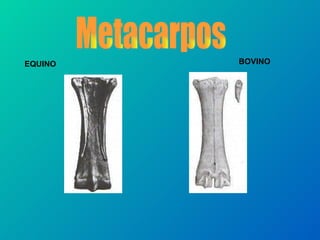 Comparada de equino y bovino | PPT