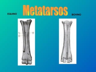 Comparada de equino y bovino | PPT
