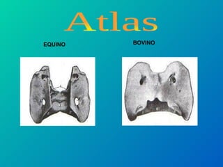 Comparada de equino y bovino | PPT