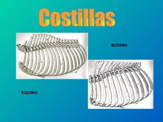 Comparada de equino y bovino | PPT