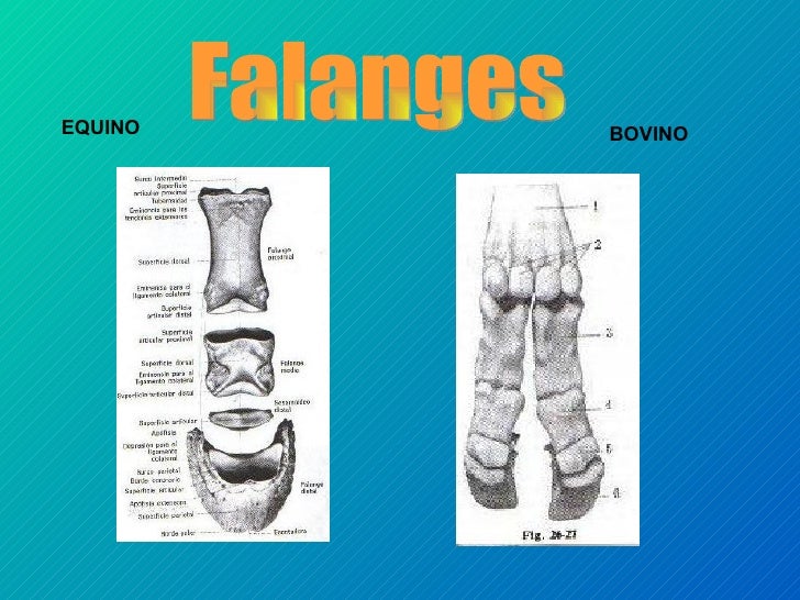 Comparada de equino y bovino