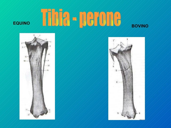 Comparada de equino y bovino