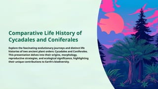 Comparative Life History and Evolution of Cycadales and Coniferales ...