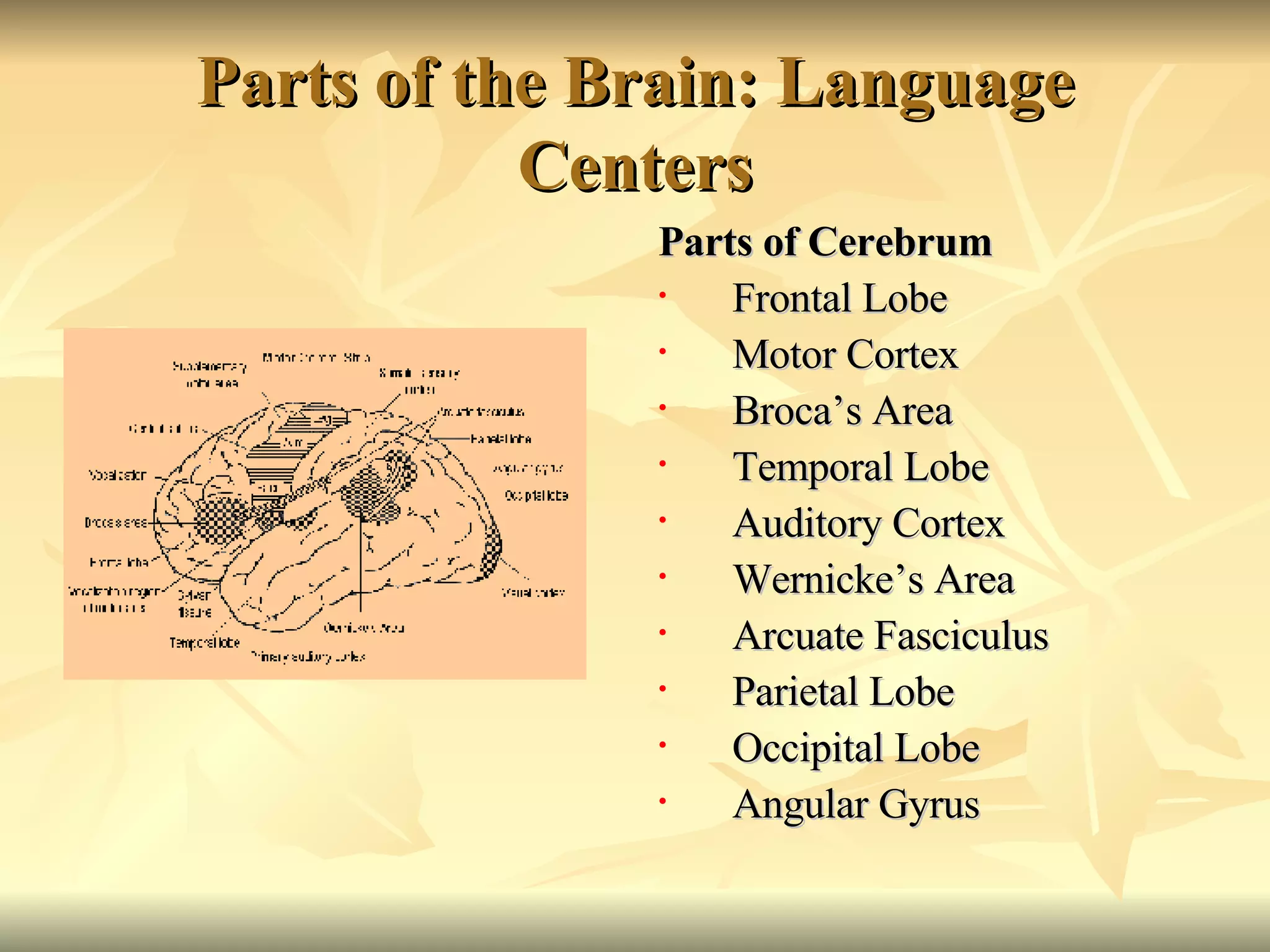 Comparative Primate Anatomy | PPT