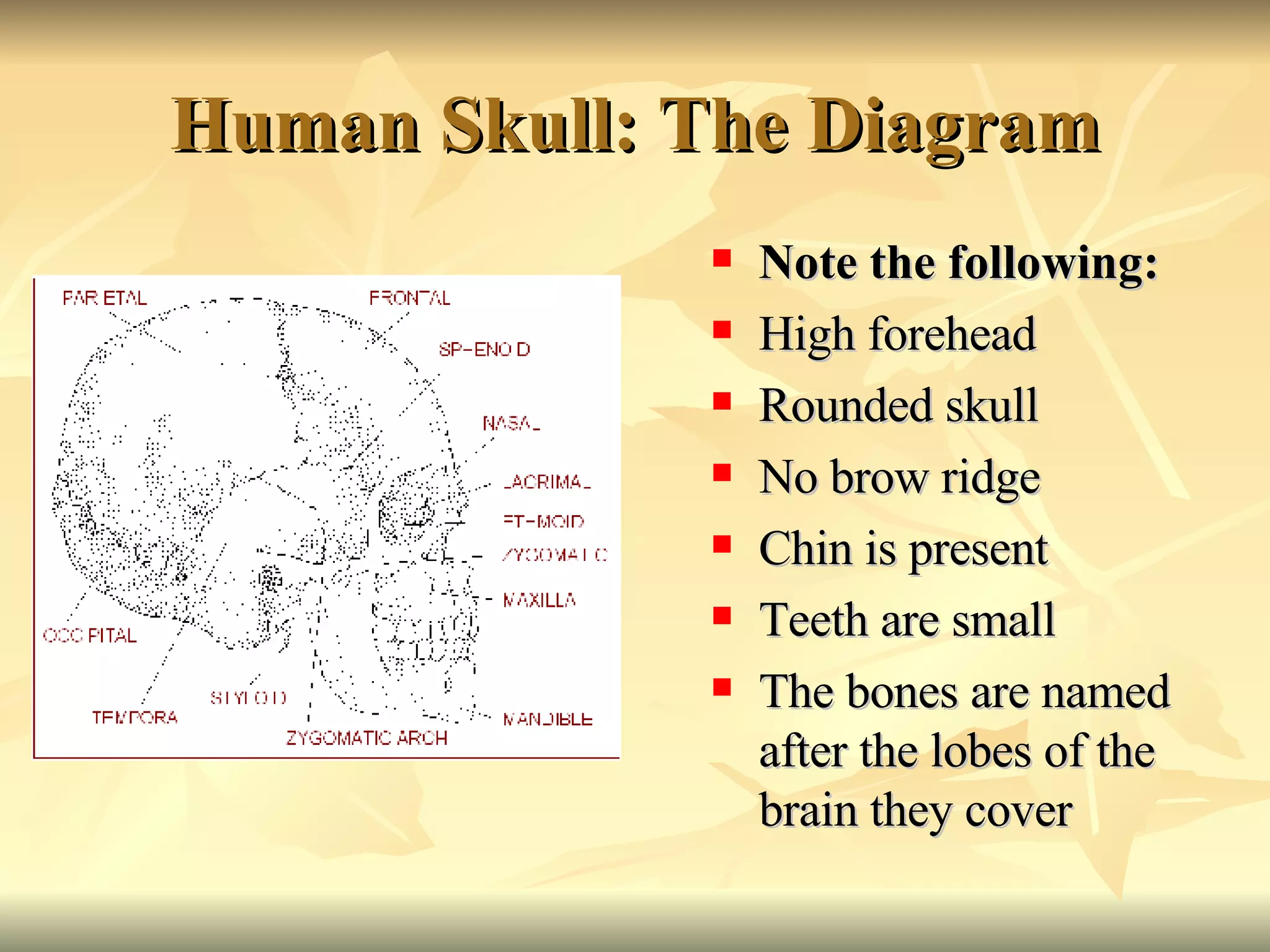 Comparative Primate Anatomy | PPT