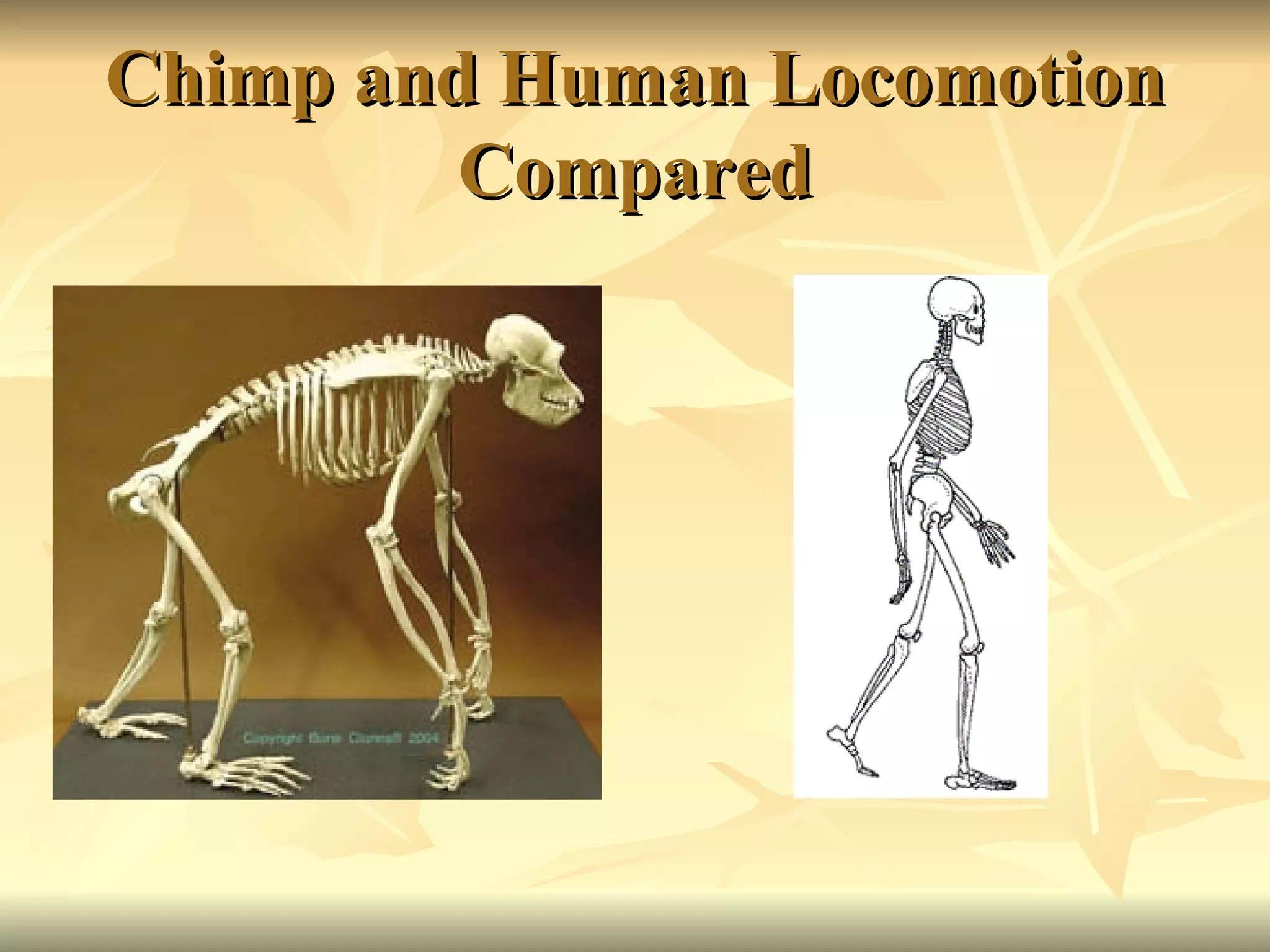 Comparative Primate Anatomy | PPT