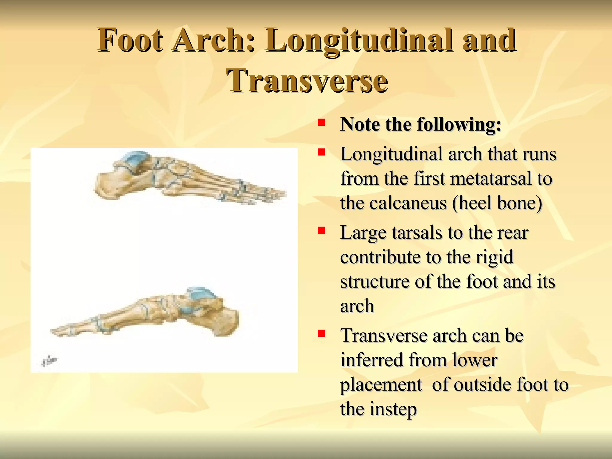 Comparative Primate Anatomy | PPT