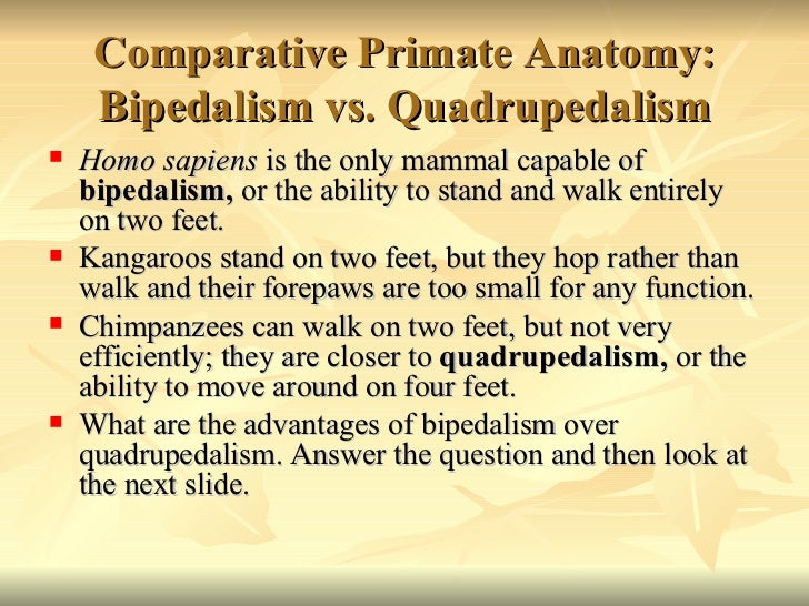 Quadrupedalism Primates Clasification of primates