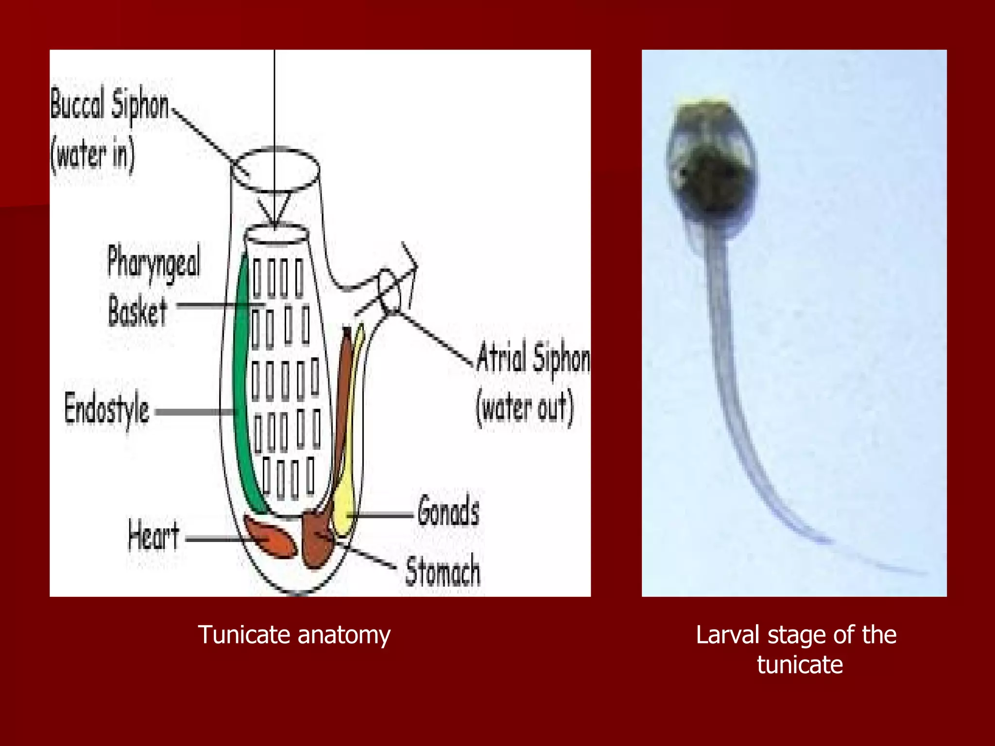 Comparative Vertebrate Anatomy | PPT