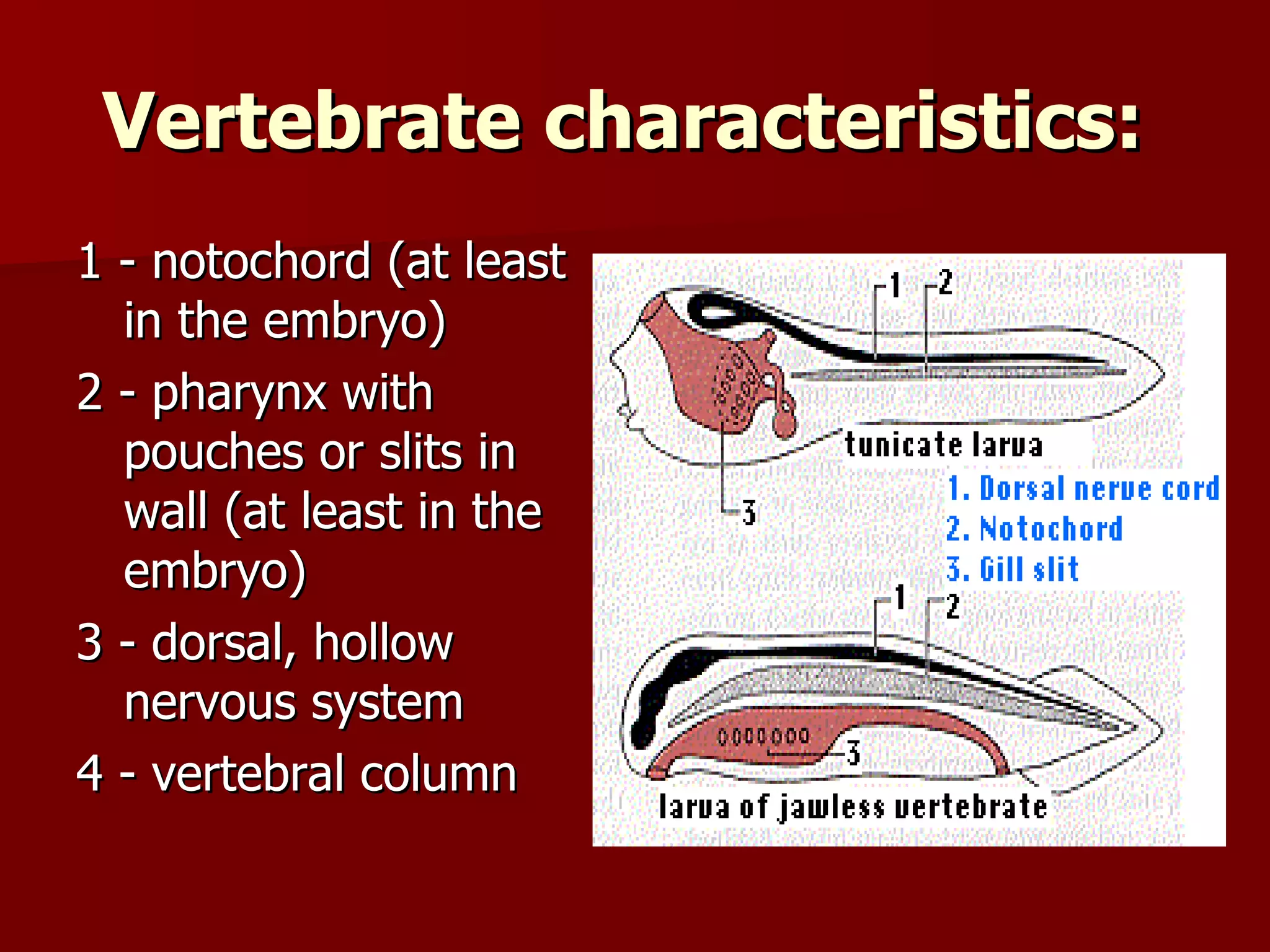 Comparative Vertebrate Anatomy | PPT