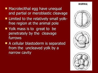 Comparative Vertebrate Anatomy | PPT