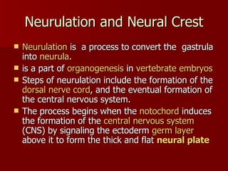 Comparative Vertebrate Anatomy | PPT
