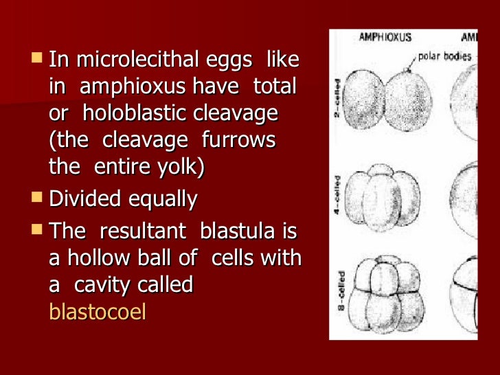 Comparative Vertebrate Anatomy