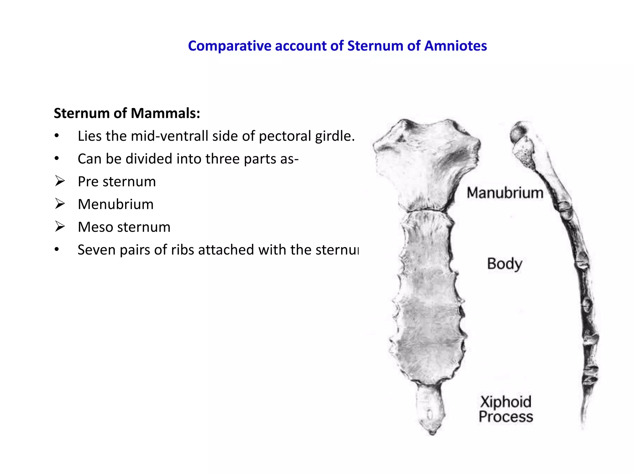 Comparative account of axial and appendicular skeleton of amniots | PPTX