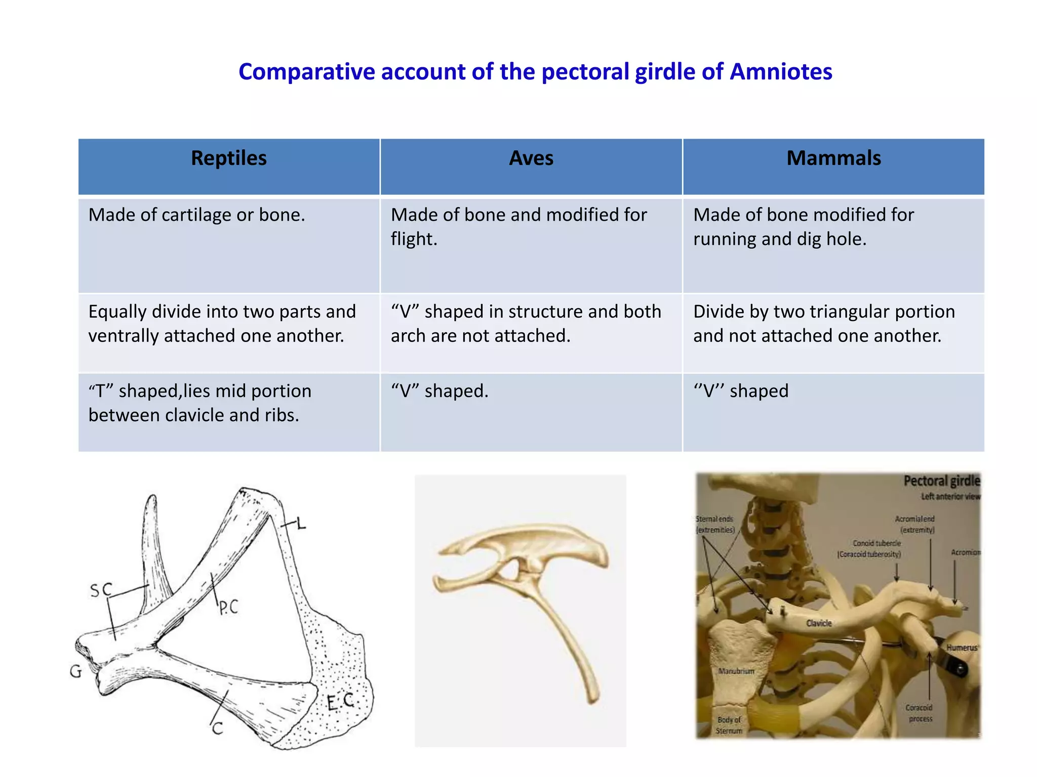 Comparative account of axial and appendicular skeleton of amniots | PPTX