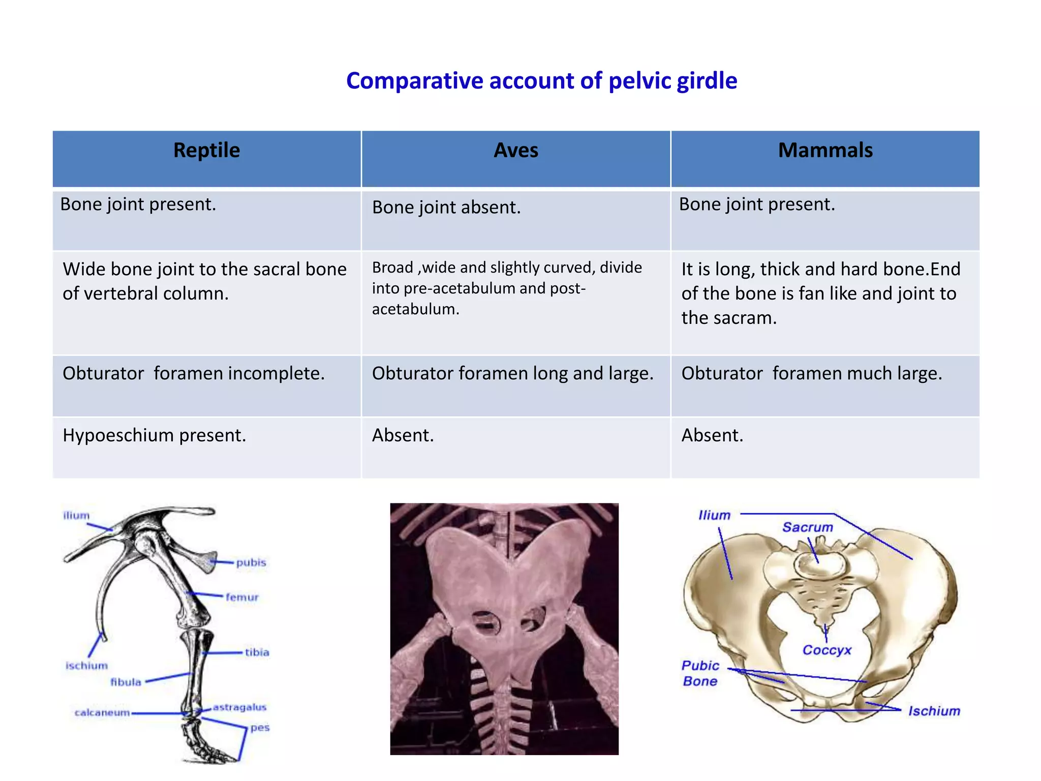Comparative account of axial and appendicular skeleton of amniots | PPTX