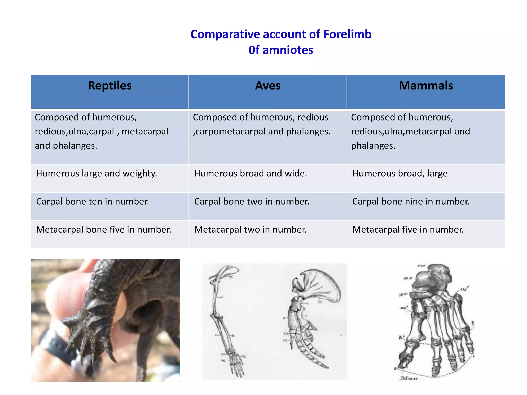 Comparative account of axial and appendicular skeleton of amniots | PPTX