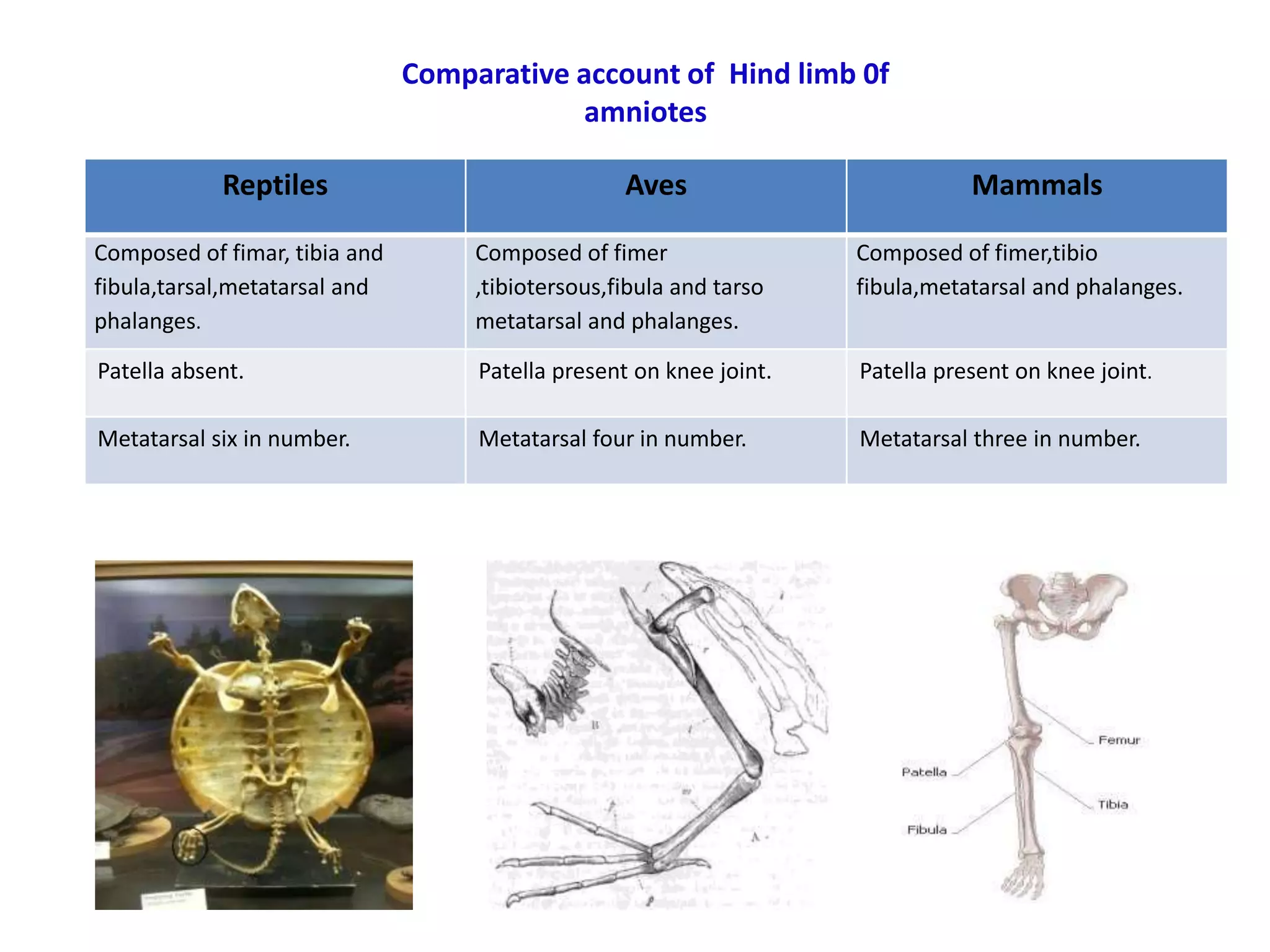 Comparative account of axial and appendicular skeleton of amniots | PPTX
