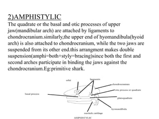 Comparative account of jaw suspension | PPTX