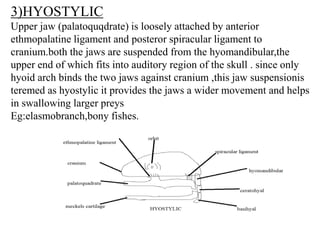 Comparative account of jaw suspension | PPTX