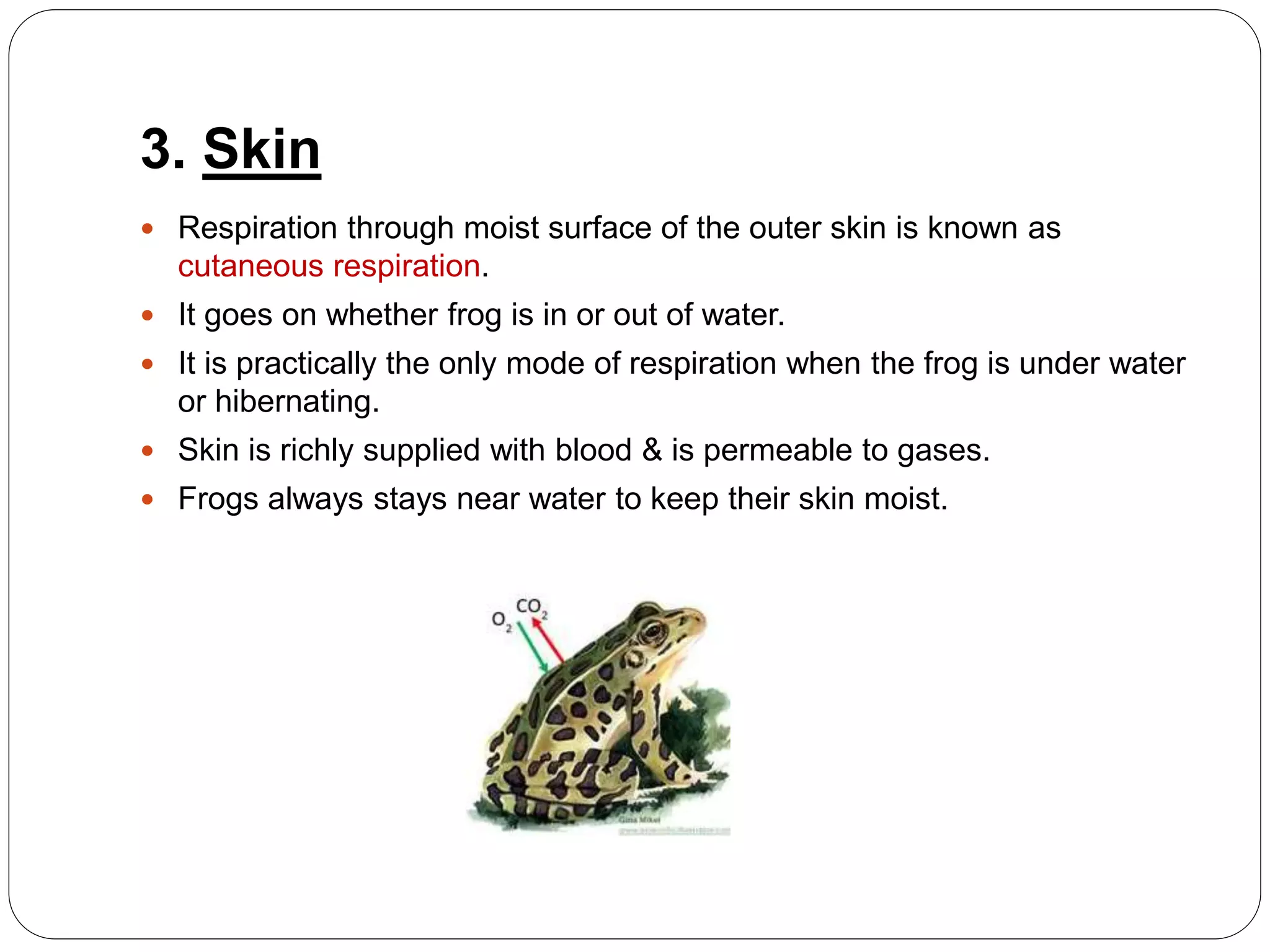 Comparative account of respiratory organs in vertebrates | PPTX