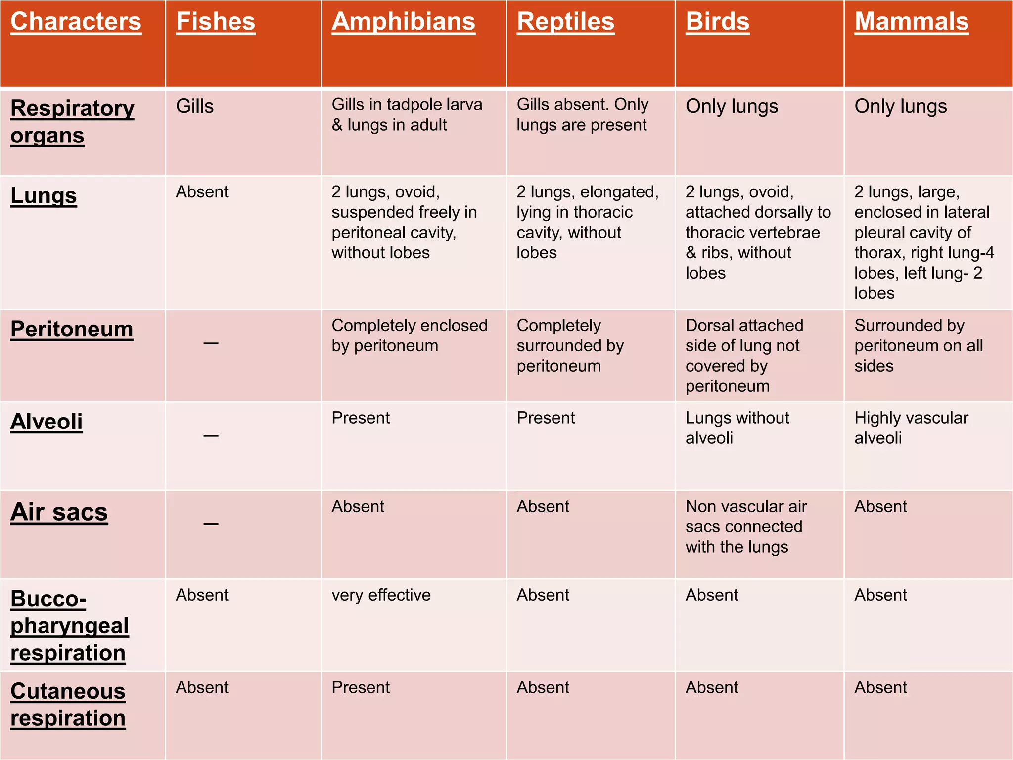 Comparative account of respiratory organs in vertebrates | PPTX