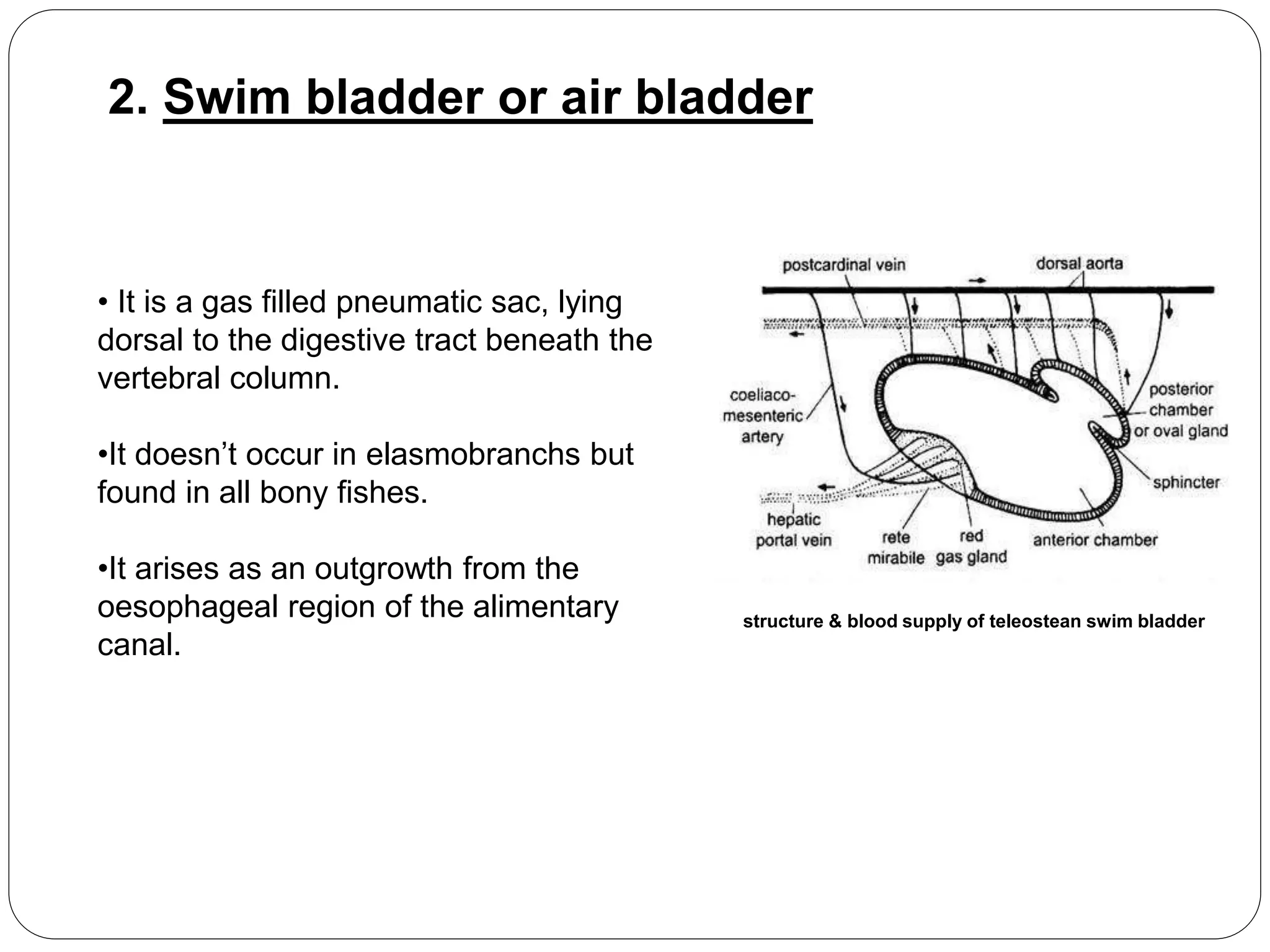 Comparative account of respiratory organs in vertebrates | PPTX