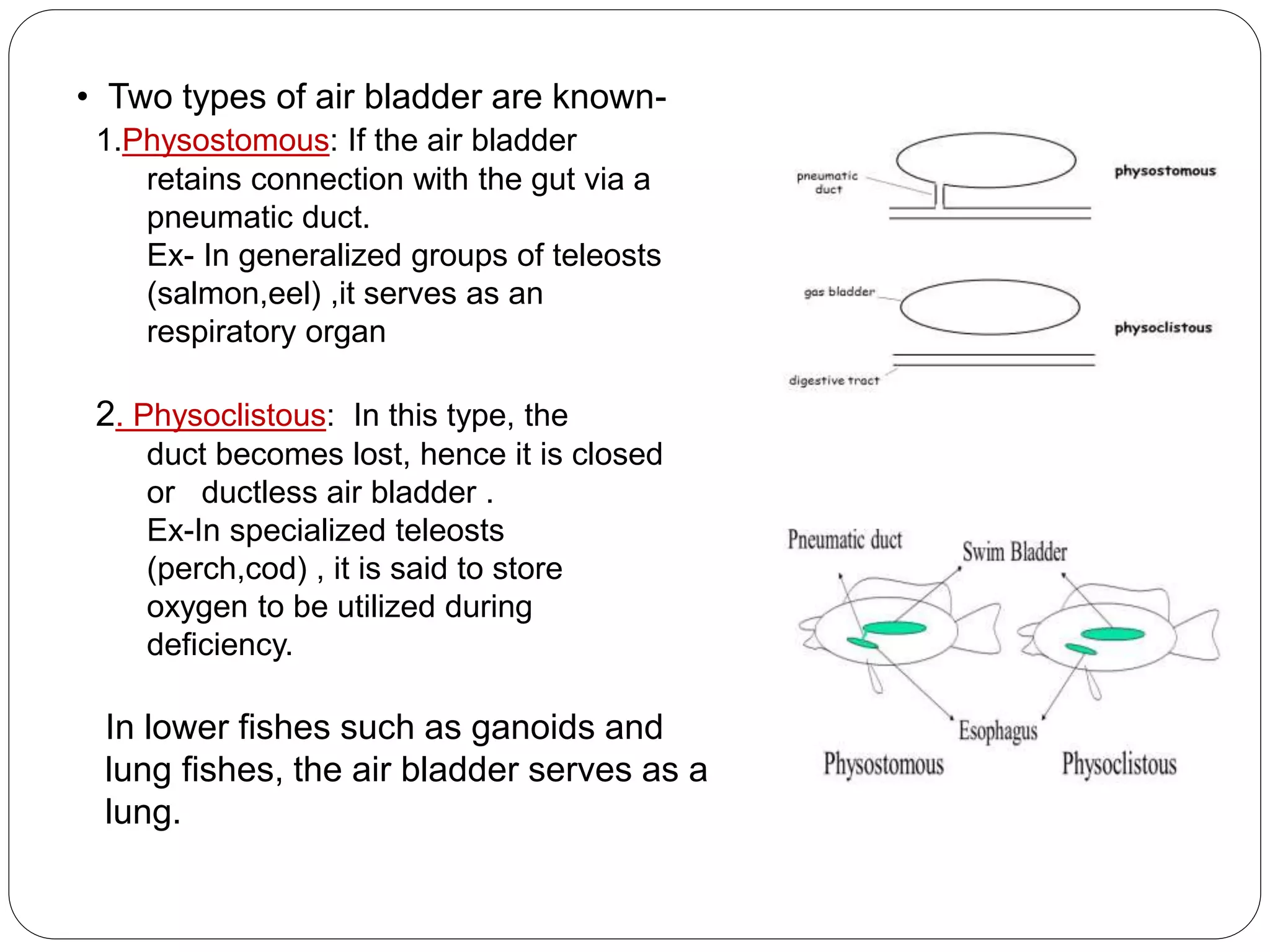 Comparative account of respiratory organs in vertebrates | PPTX