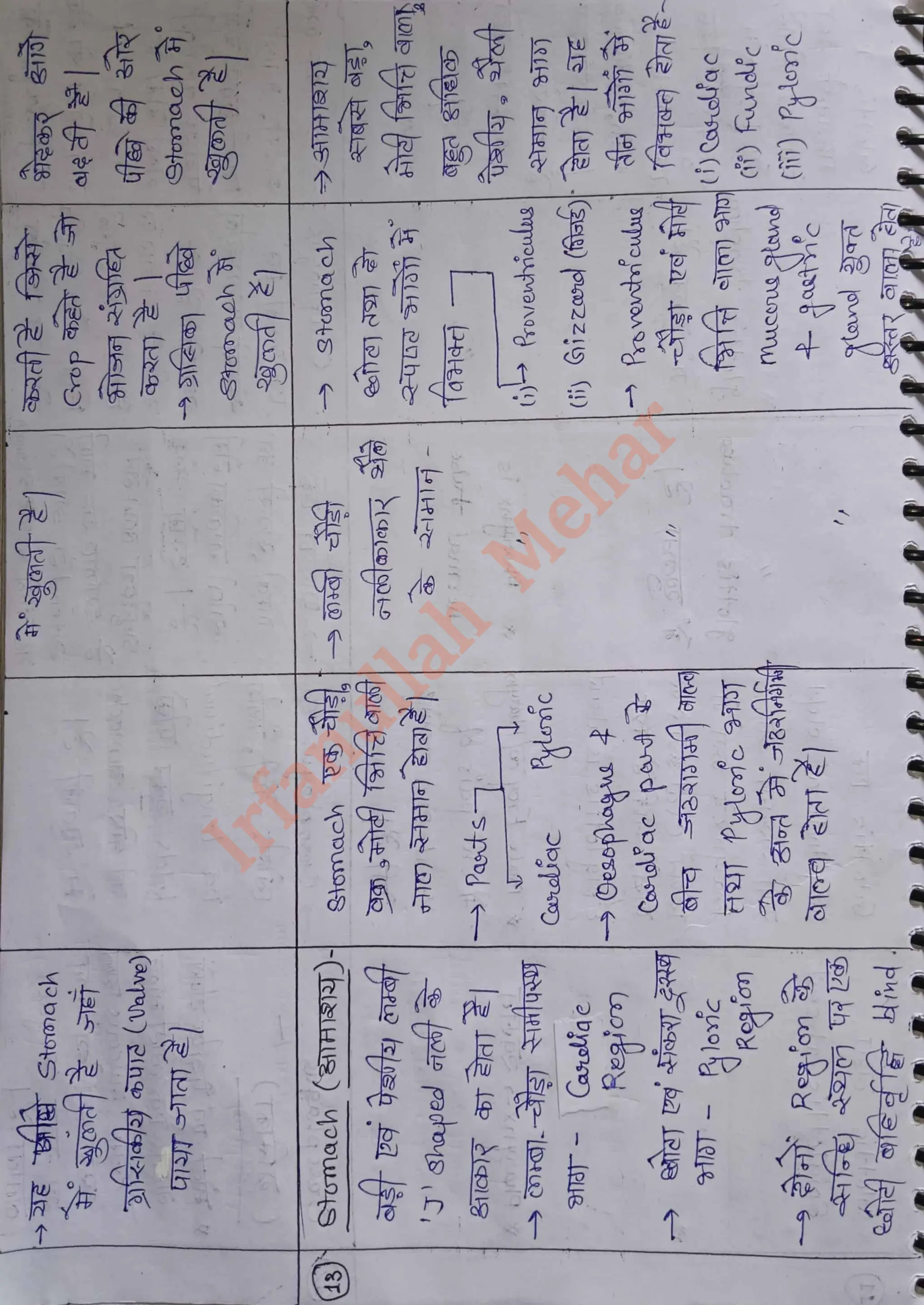 Comparative Alimentary Canal of Vertebrates.pdf