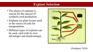 COMPARATIVE ANALYSIS OF DIFFERENT EXPLANTS FOR SYNTHETIC SEED ...