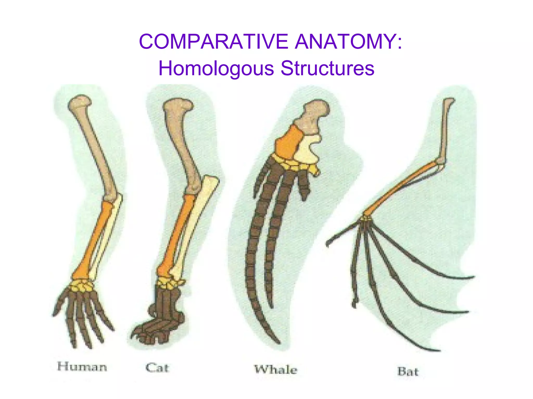 Comparative Anatomy | PPT