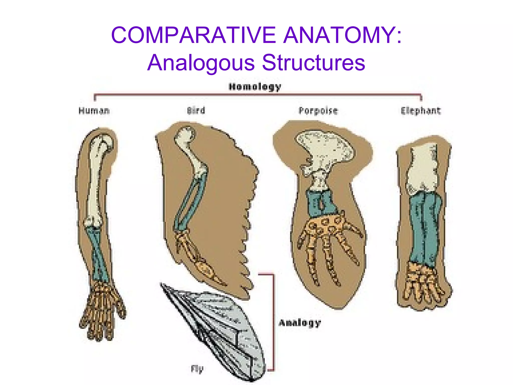 Comparative Anatomy | PPT