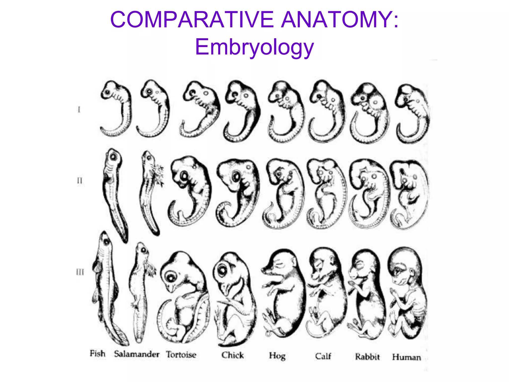 Comparative Anatomy | PPT