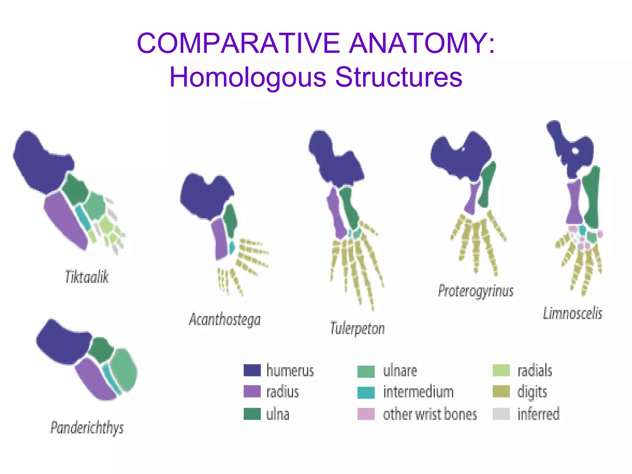 Comparative Anatomy | PPT