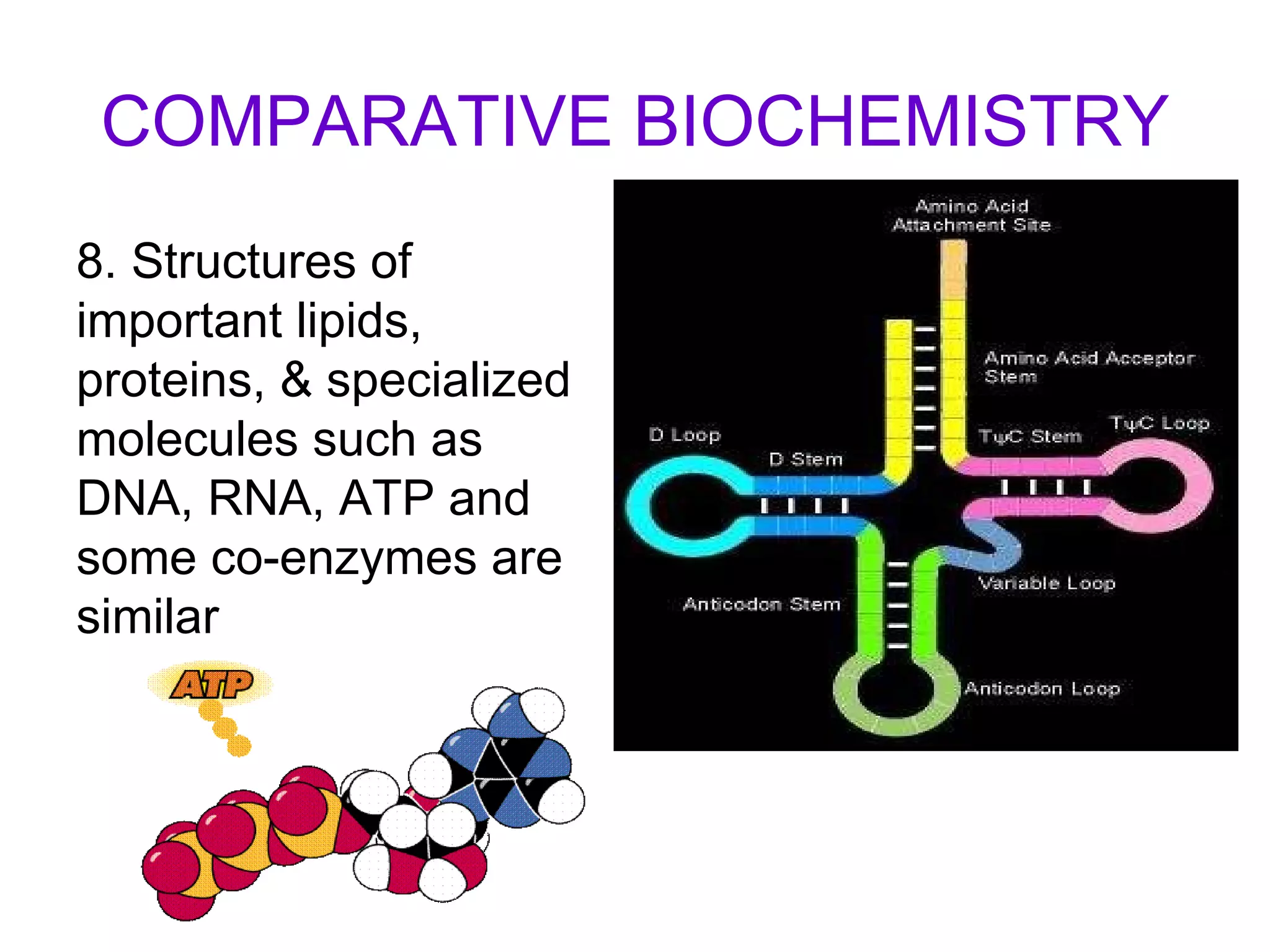 Comparative Anatomy | PPT