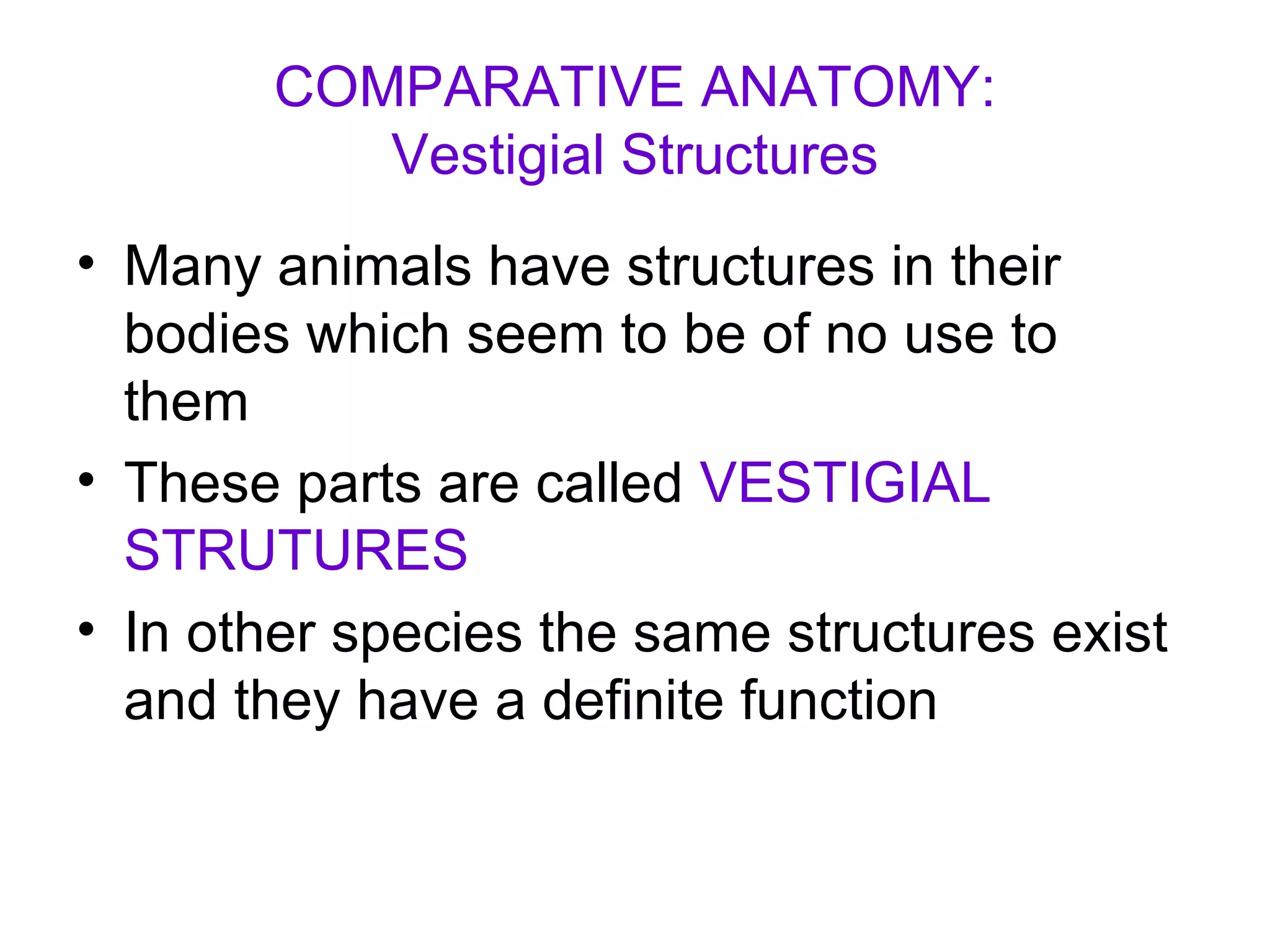 Comparative Anatomy | PPT