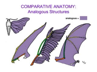 Comparative Anatomy | PPT