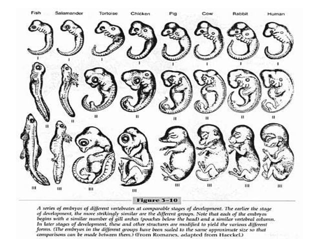 Comparative Anatomy | PPT