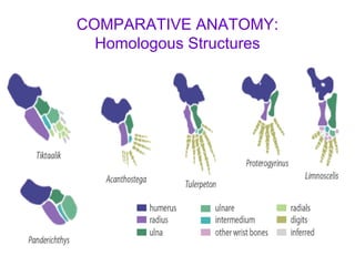 Comparative Anatomy Homologous Structures