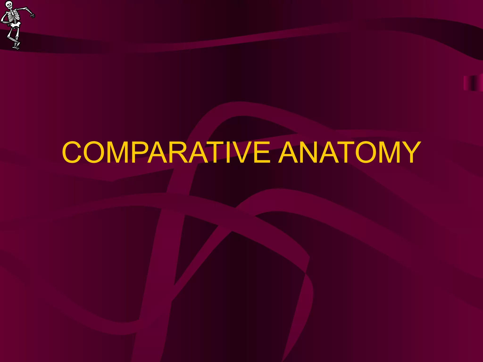 Comparative anatomy | PPT
