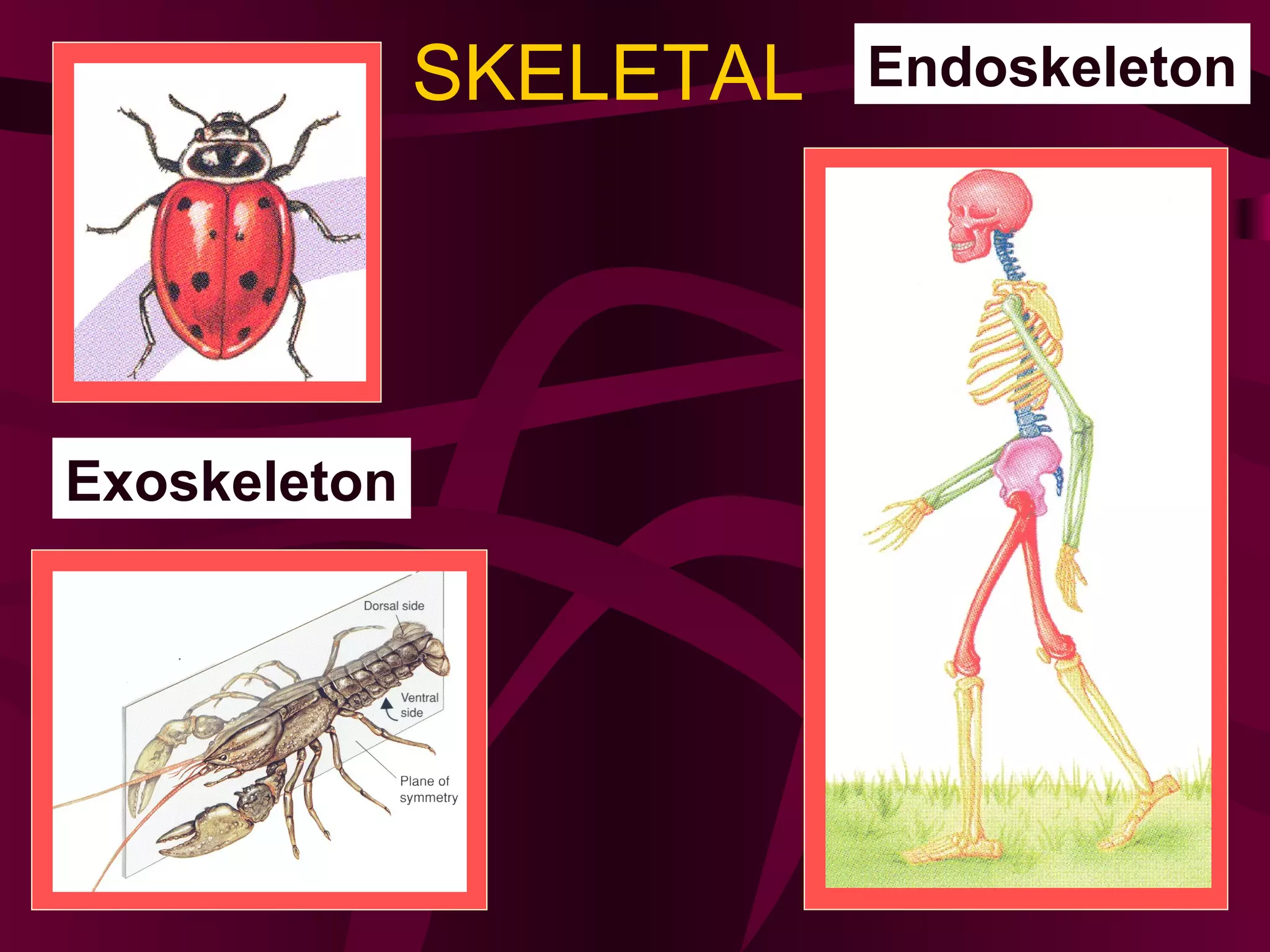 Comparative anatomy | PPT