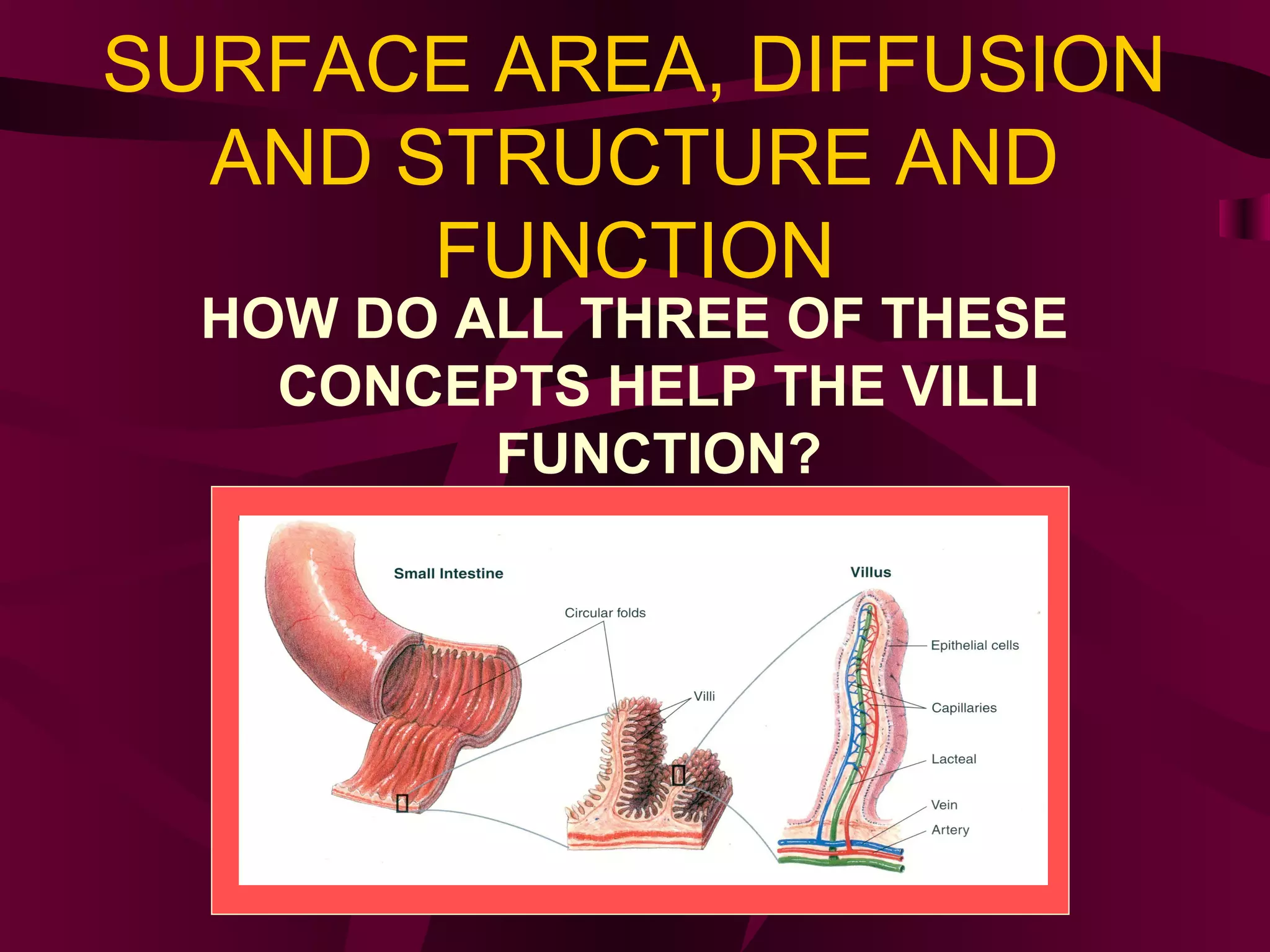 Comparative anatomy | PPT