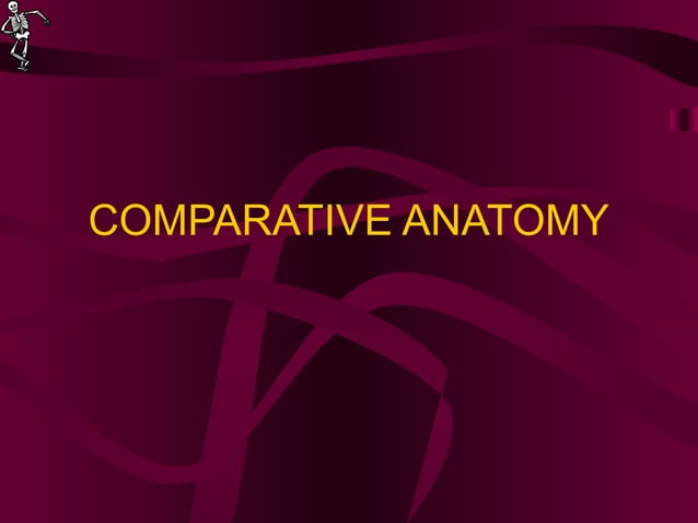 Comparative anatomy | PPT