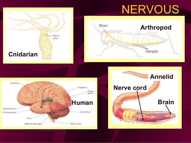 Comparative Brain Anatomy